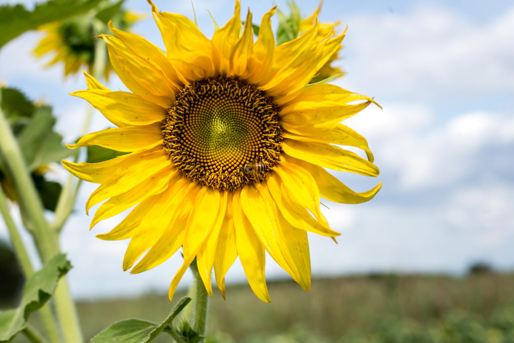 DHIBITI MAGUGU KATIKA KILIMO CHA ZAO LA ALIZETI - Farmstead for ...
