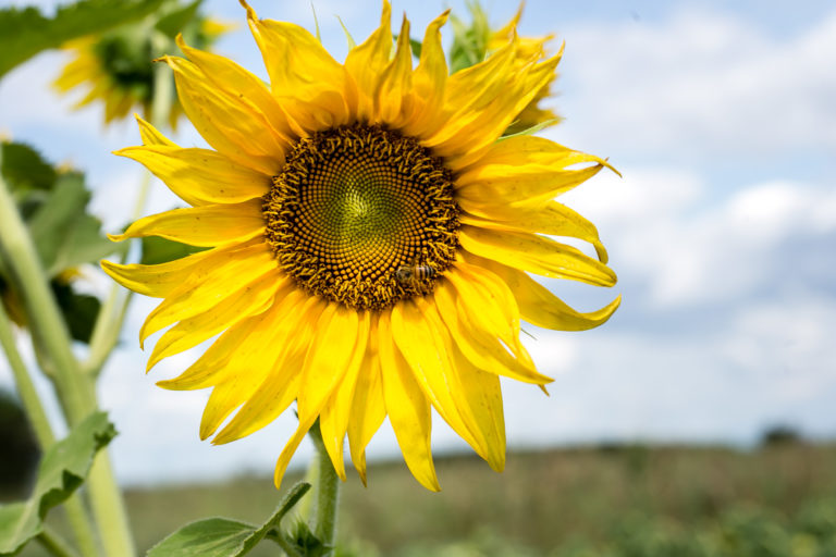 DHIBITI MAGUGU KATIKA KILIMO CHA ZAO LA ALIZETI - Farmstead for ...
